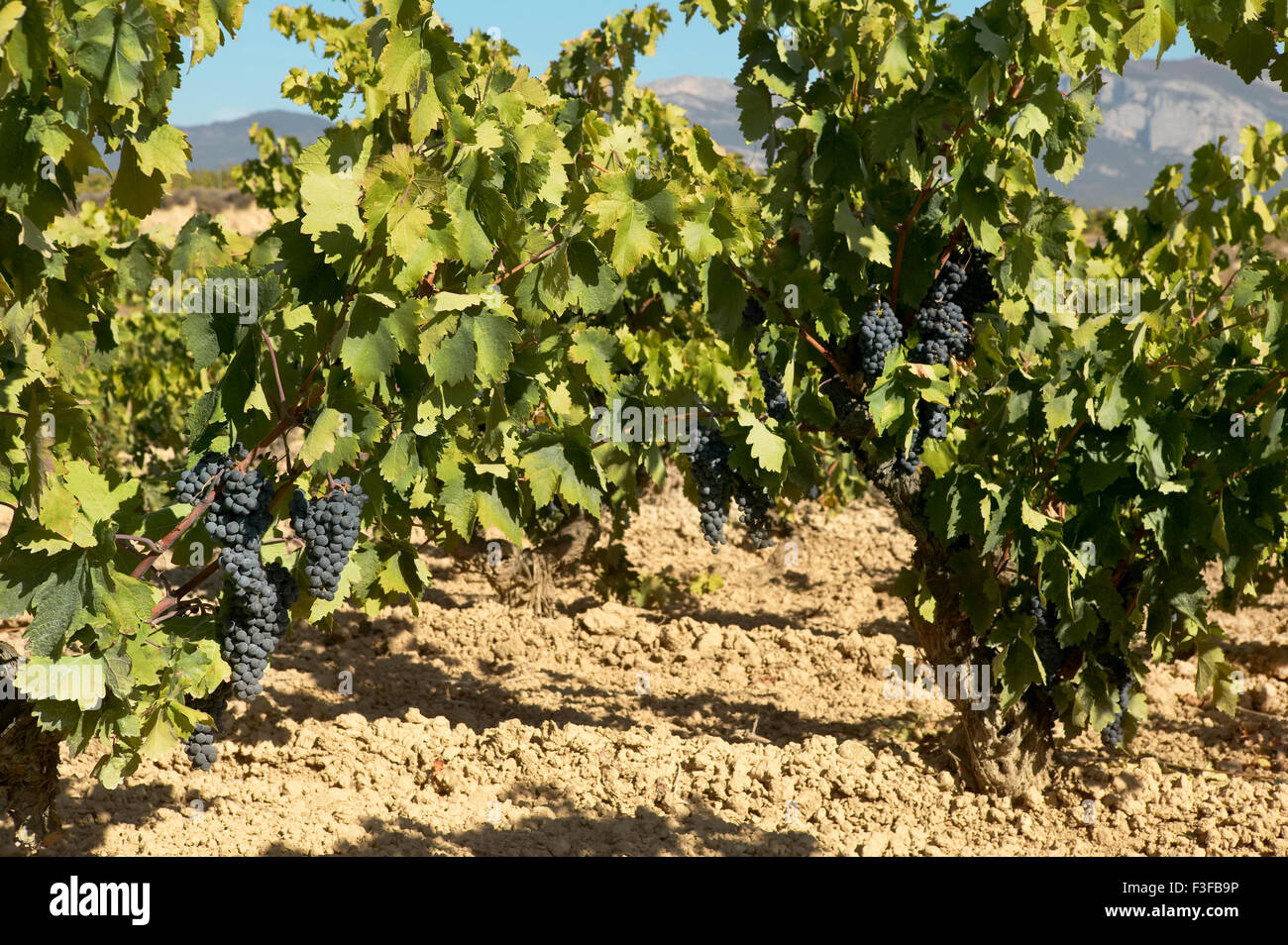 Vineyard on harvesting time at spanish sunny landscape Stock Photo - Alamy