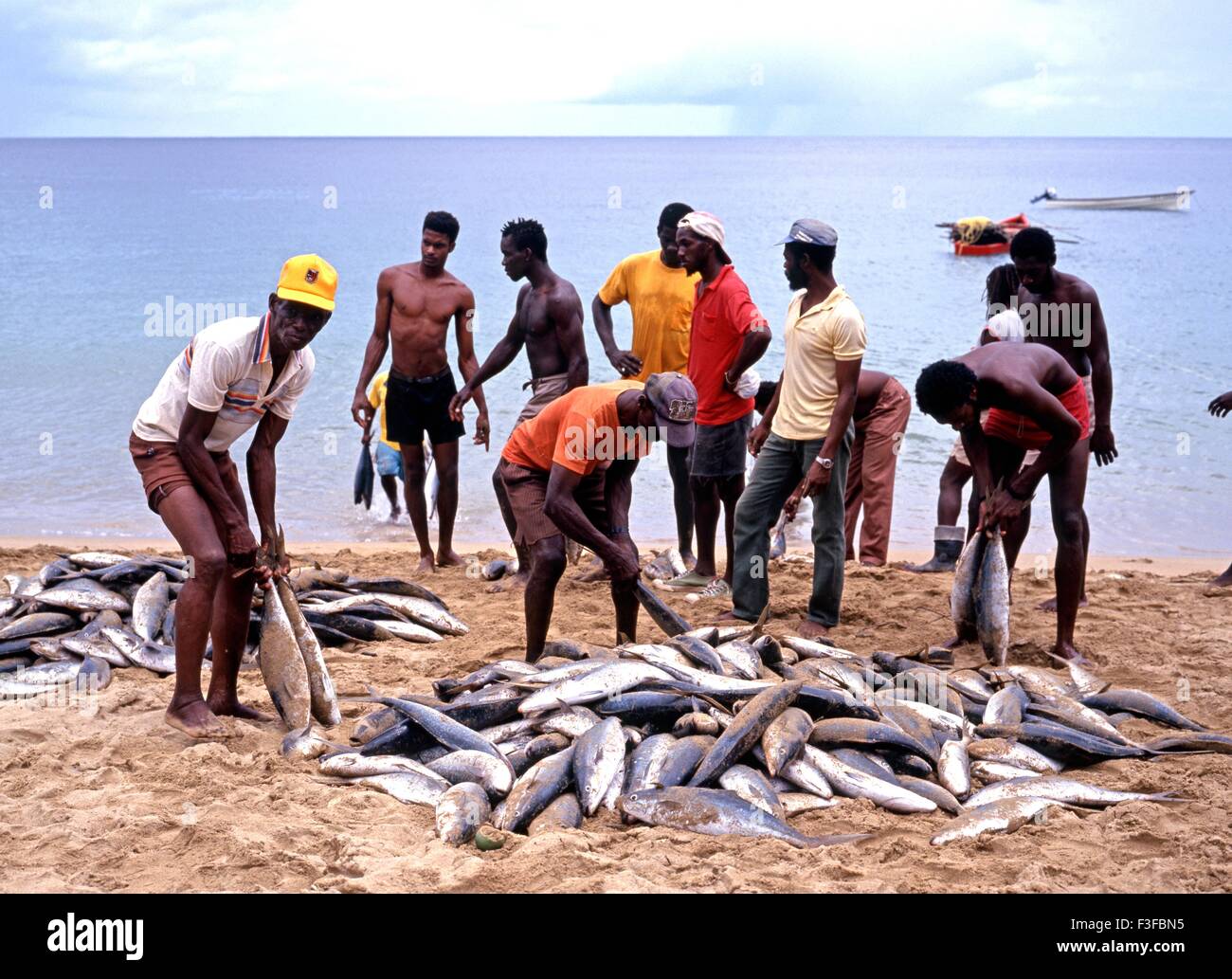 Local fishermen sorting the days catch of fish on Castara beach, Tobago ...