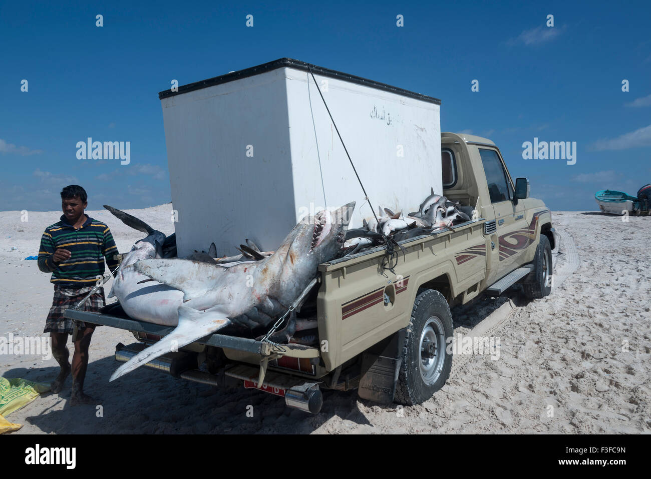 Fishing catch loaded onto truck, Masirah Island, Oman Stock Photo - Alamy