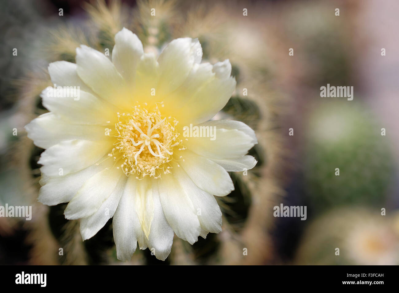 Notocactus (Parodia sp.) flower Stock Photo - Alamy