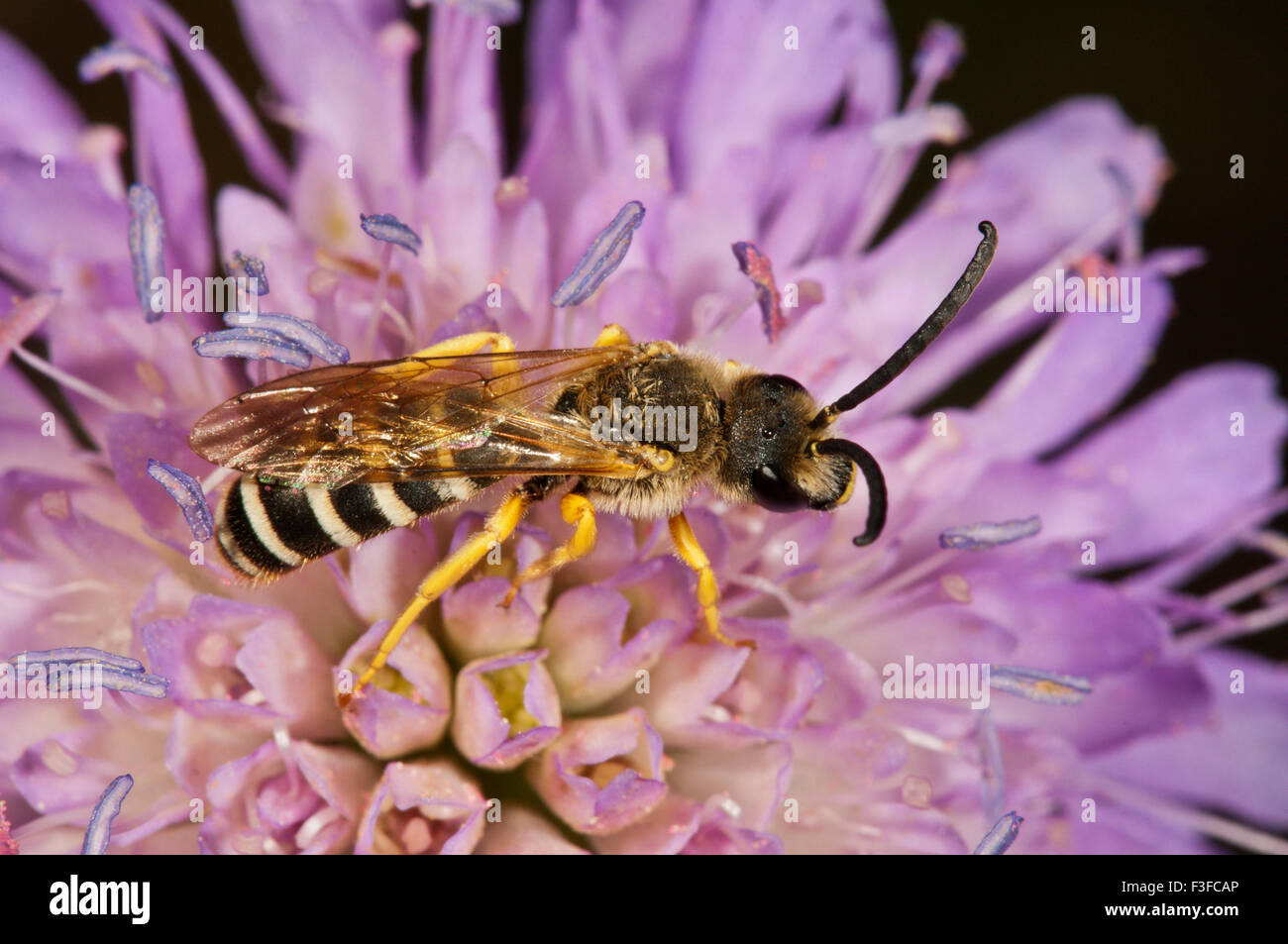 Halictus scabiosa hi-res stock photography and images - Alamy