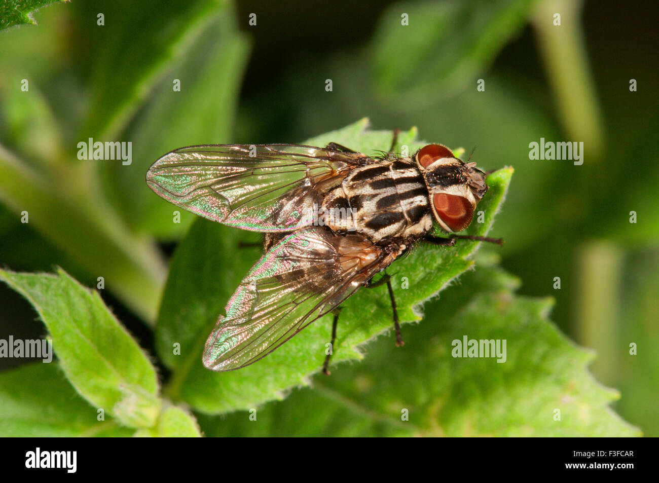 Spotted housefly (Graphomya maculata) basking, Baden-Württemberg ...