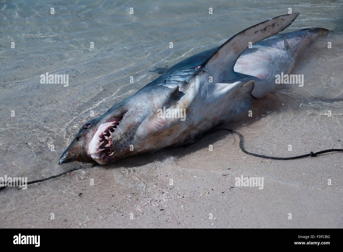 Oman beach hi-res stock photography and images - Alamy