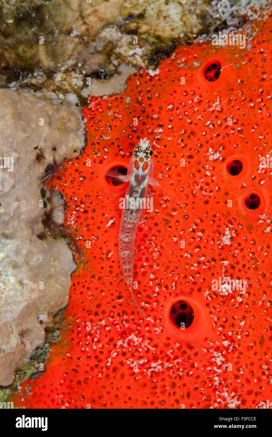 Blue and red spotted goby hi-res stock photography and images - Alamy