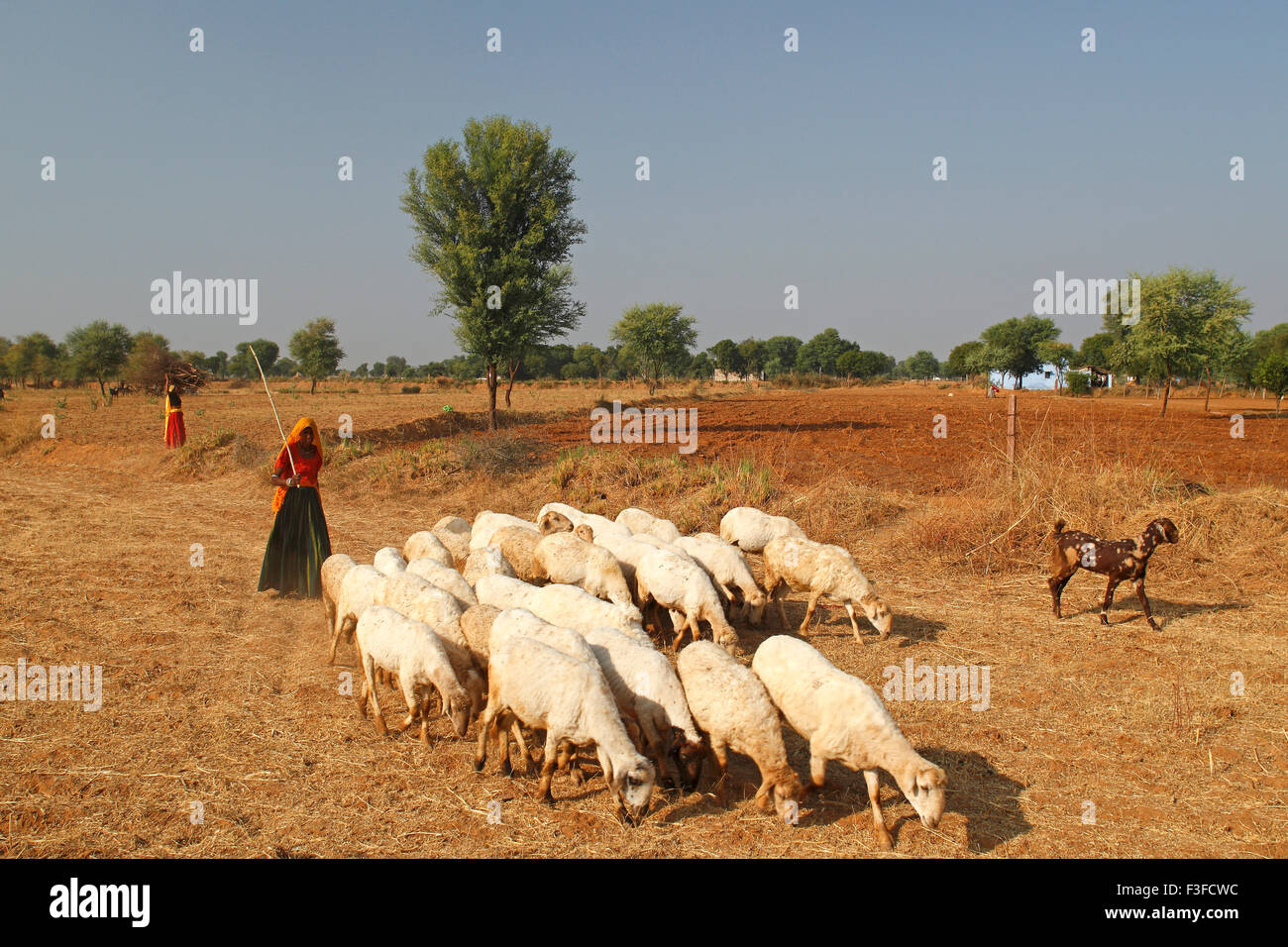 Shepherd with herd of sheep ; Jaipur ; Rajasthan ; India Stock Photo ...