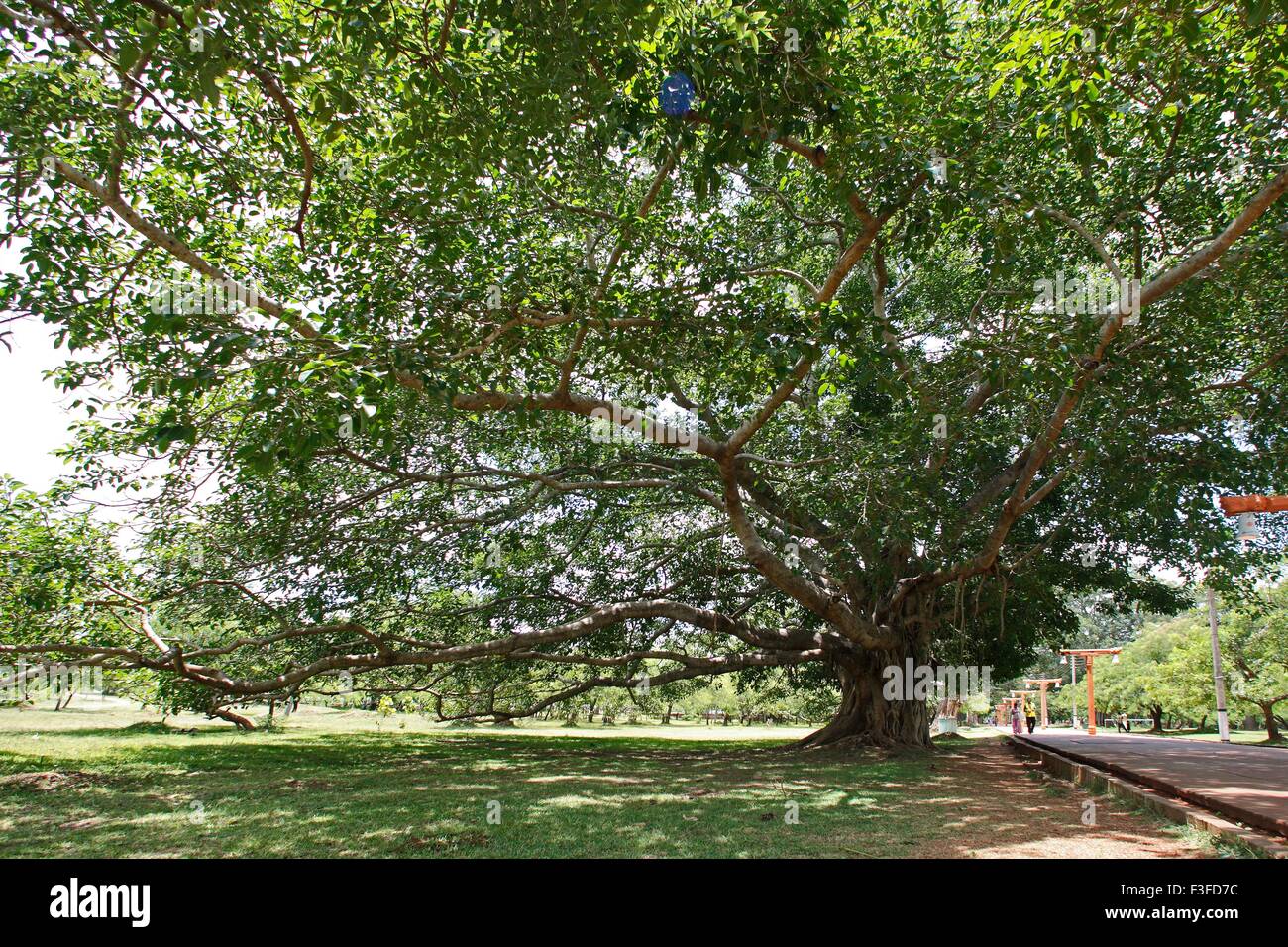 Huge trees hi-res stock photography and images - Alamy