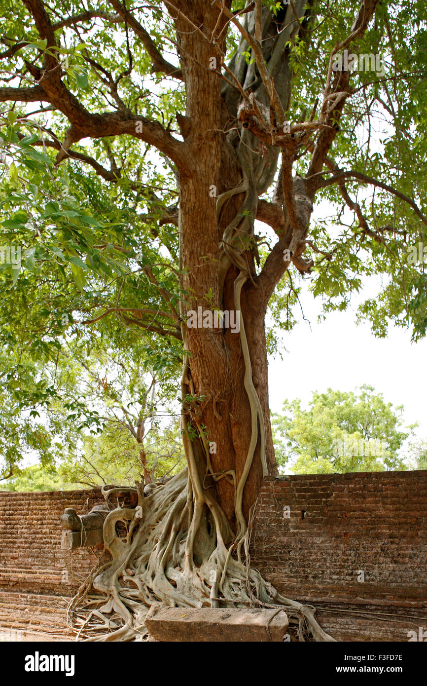 Entwined trees hi-res stock photography and images - Alamy