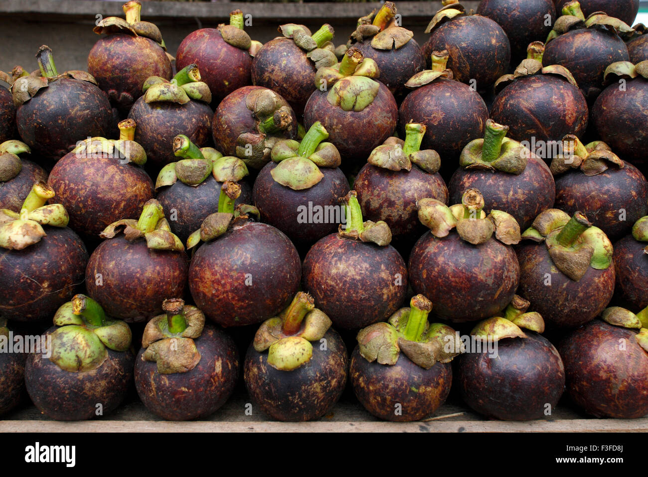 Fruit ; Pagoda ; hikkaduwa ; Japanese persimmon ; Sri Lanka Stock Photo ...