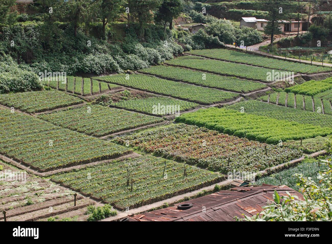 Vegetable farming, Nuwara Eliya, Colombo, Ceylon, Sri Lanka, Democratic ...