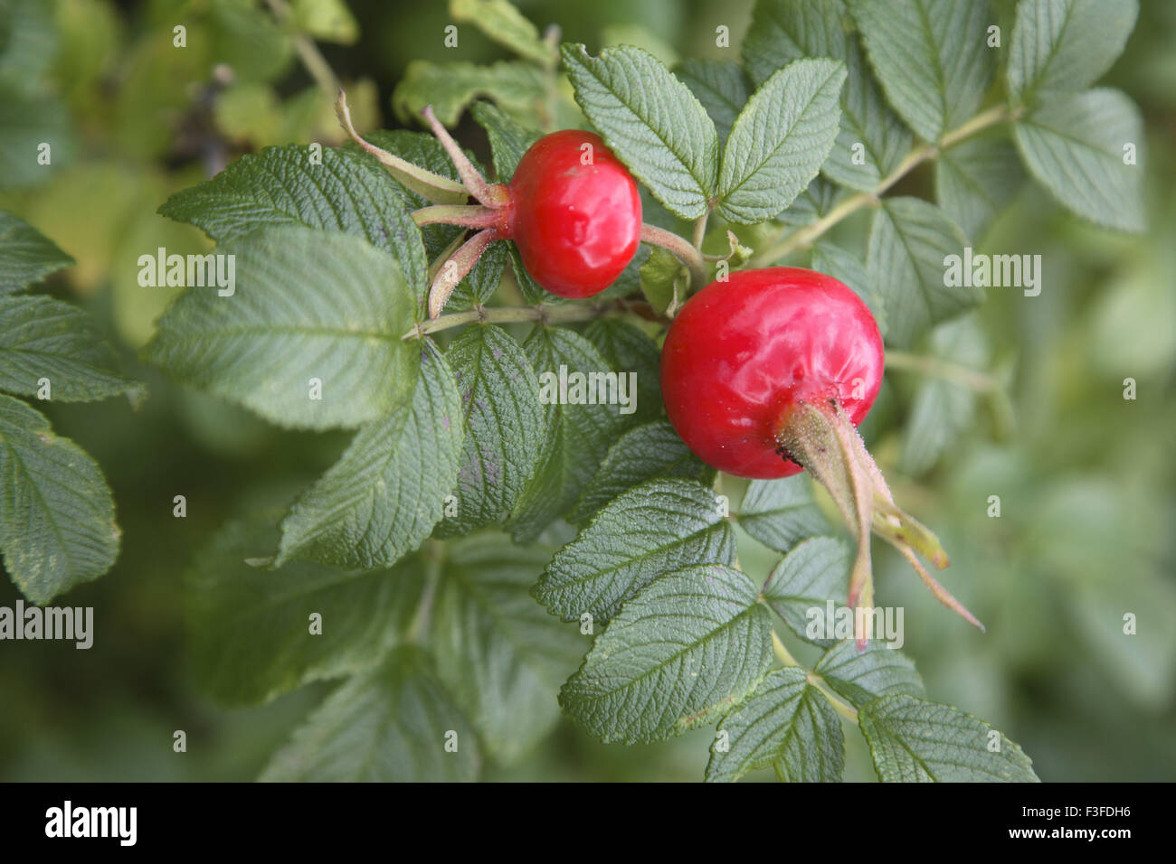 Fruit of rose bush rose hips wide rose red rose fruit with green leaves ...