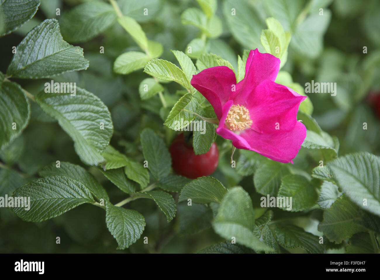 Wild rose dog rose bush rose hips pink rose with green leaves Stock ...