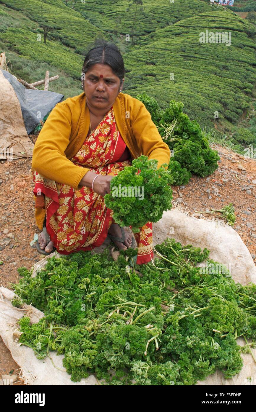 Sri lanka vegetable seller colombo hi-res stock photography and images ...