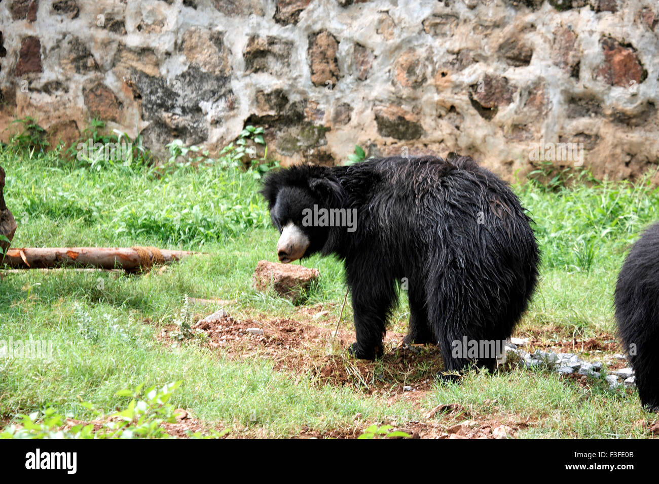 Asian black bear, Asiatic black bear, moon bear, white chested bear ...