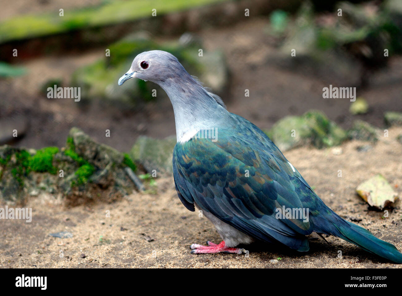 Imperial pigeon, mountain imperial pigeon, maroon backed imperial ...