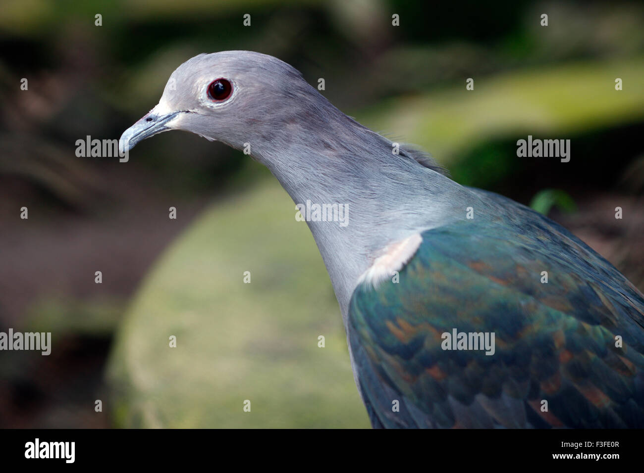 Imperial pigeon, mountain imperial pigeon, maroon backed imperial ...
