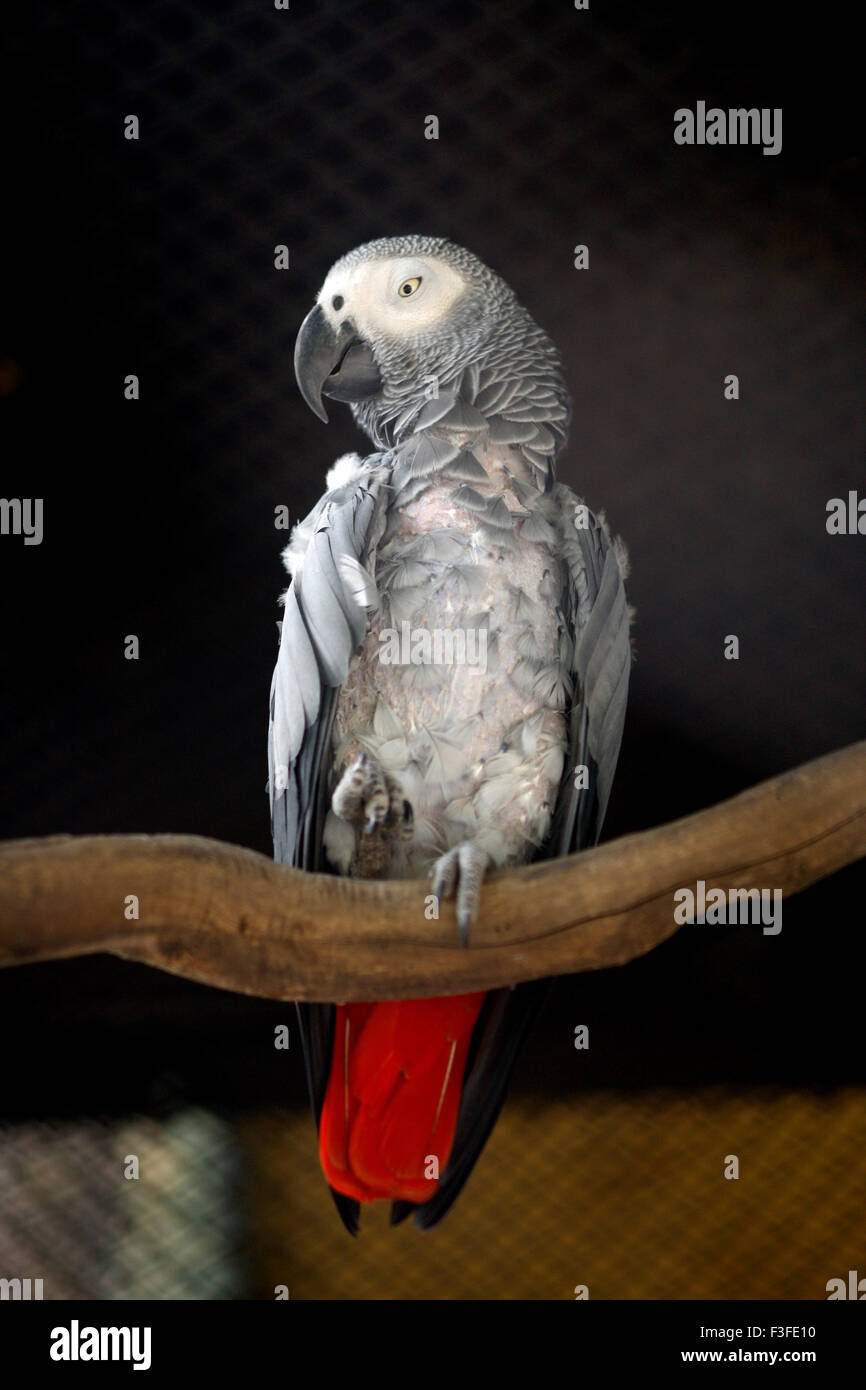 Parrot seated hi-res stock photography and images - Alamy