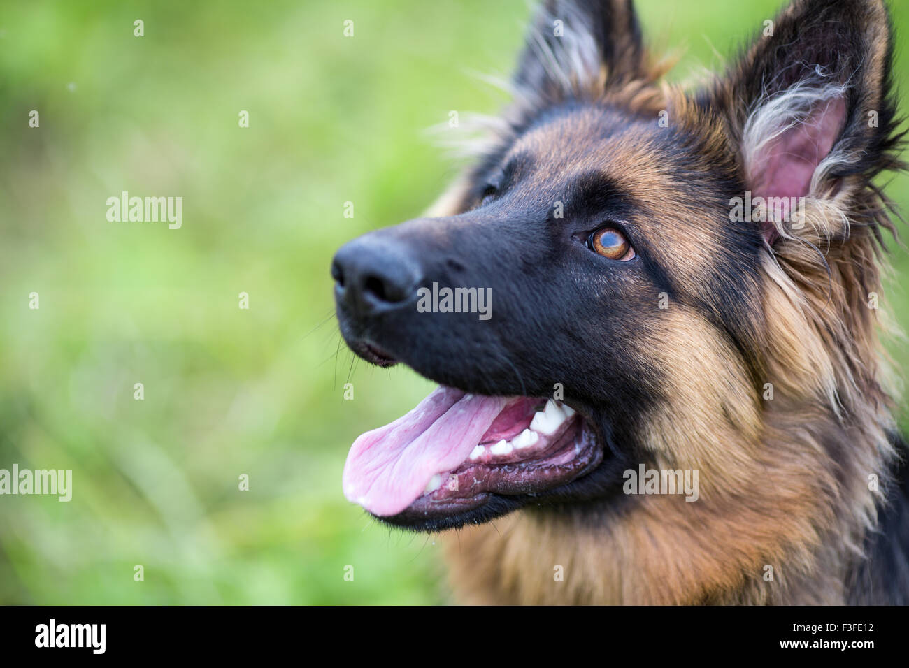 Young german shepherd hi-res stock photography and images - Alamy