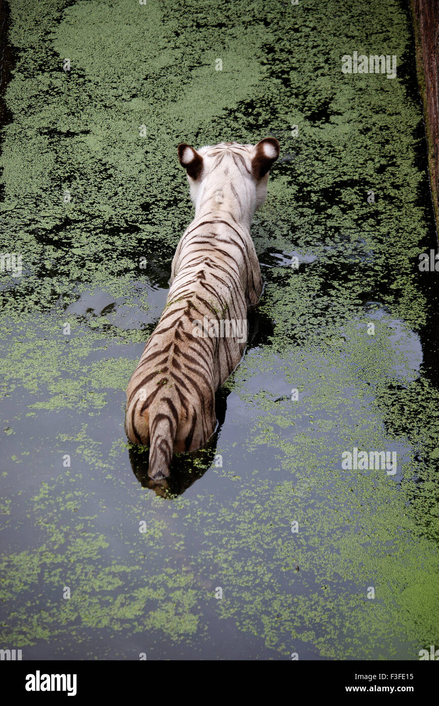 White tiger, bleached tiger, leucistic pigmentation, Bengal tiger, zoo ...
