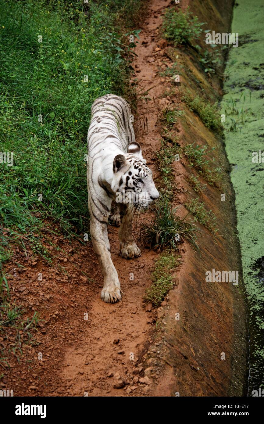 White tiger, bleached tiger, leucistic pigmentation, Bengal tiger, zoo ...