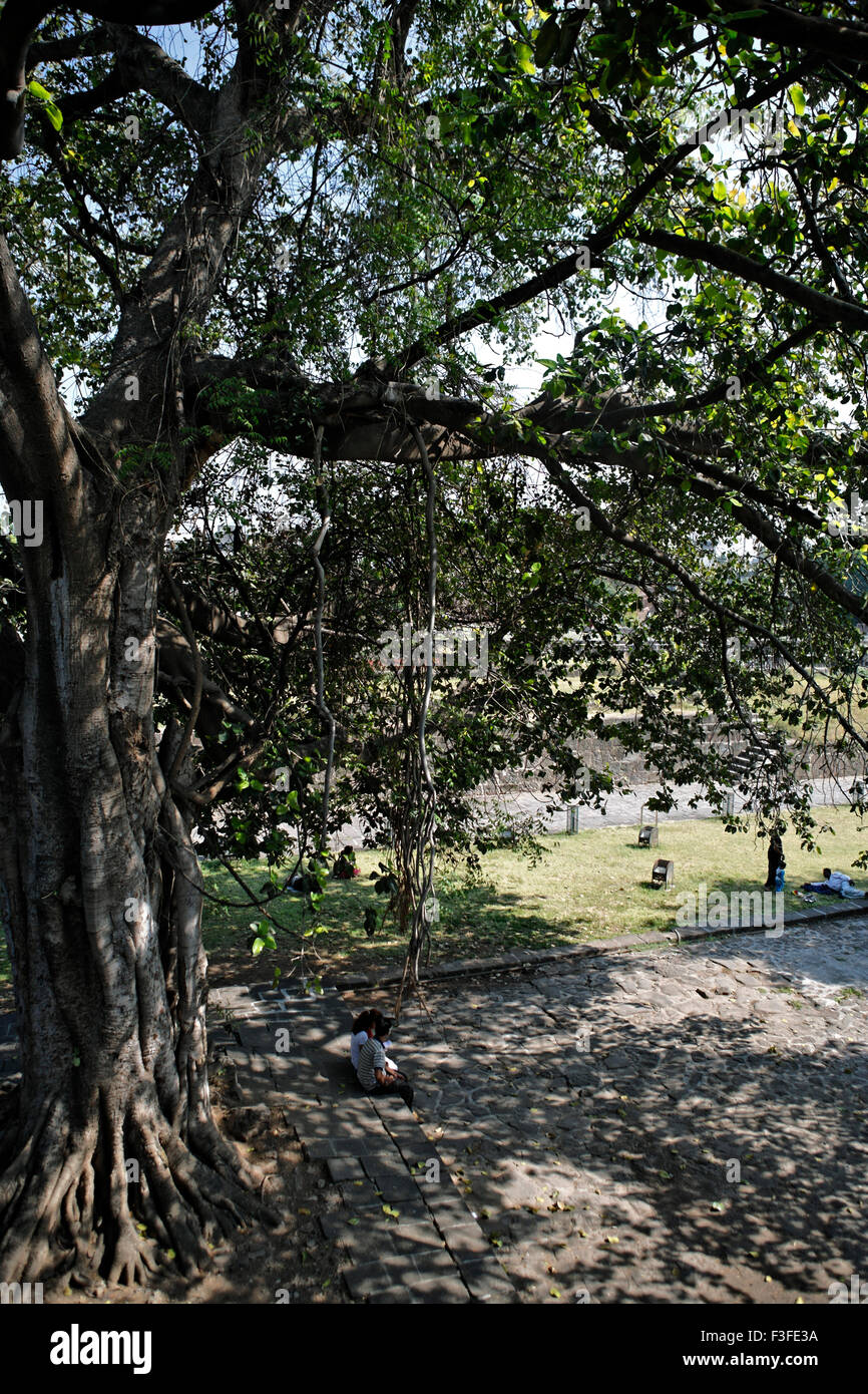 Banyan tree ; Shaniwar wada ; Pune ; Maharashtra ; India Stock Photo ...