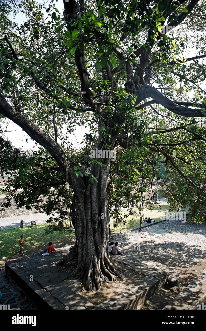Banyan tree ; Shaniwar wada ; Pune ; Maharashtra ; India Stock Photo ...