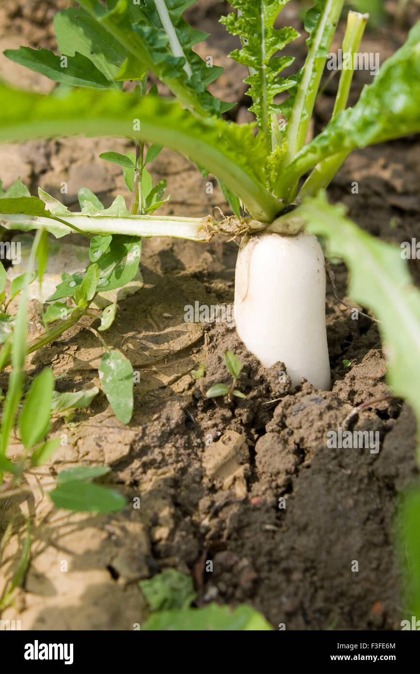 Radish growing in field ; Varanasi ; Uttar Pradesh ; India Stock Photo ...