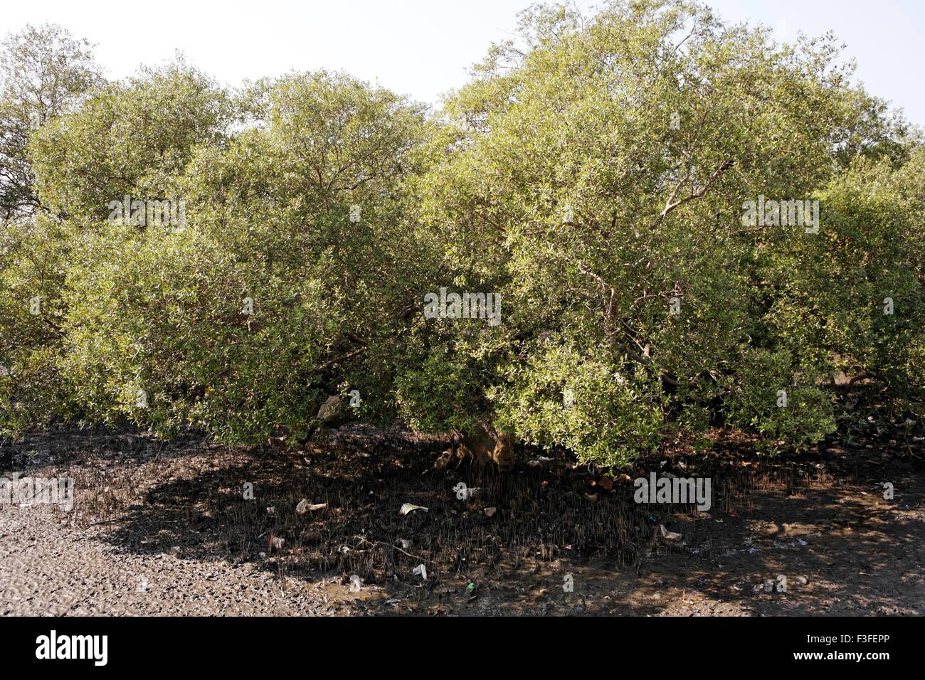Mangrove tropical hi-res stock photography and images - Alamy