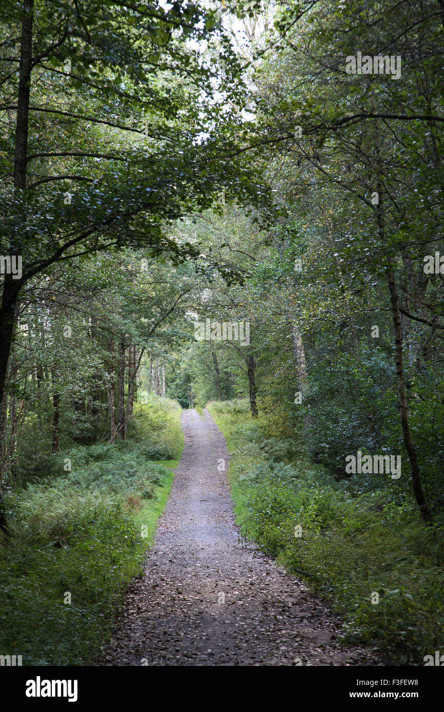 Reforest europe hi-res stock photography and images - Alamy
