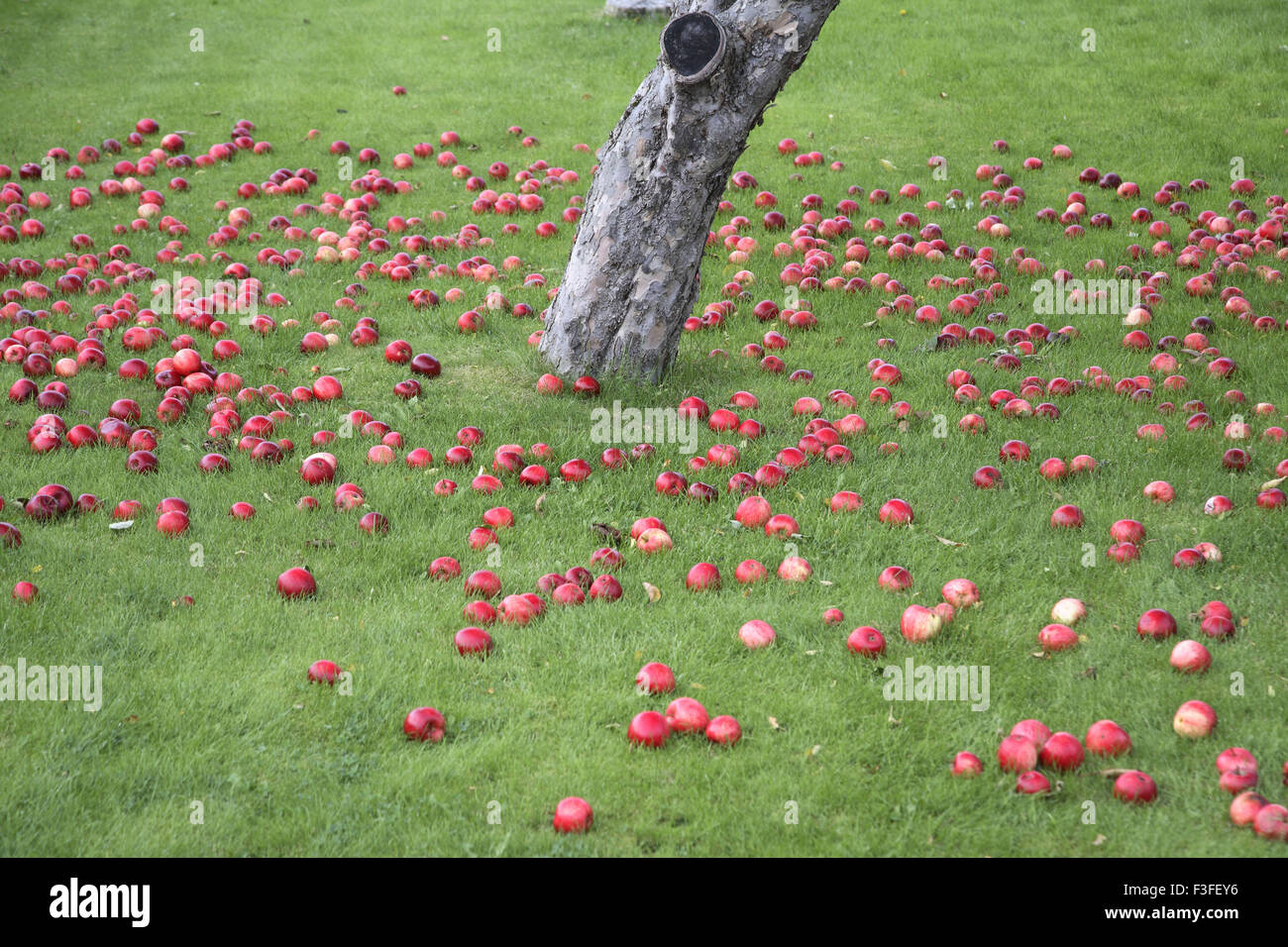 Europe fruits hi-res stock photography and images - Alamy
