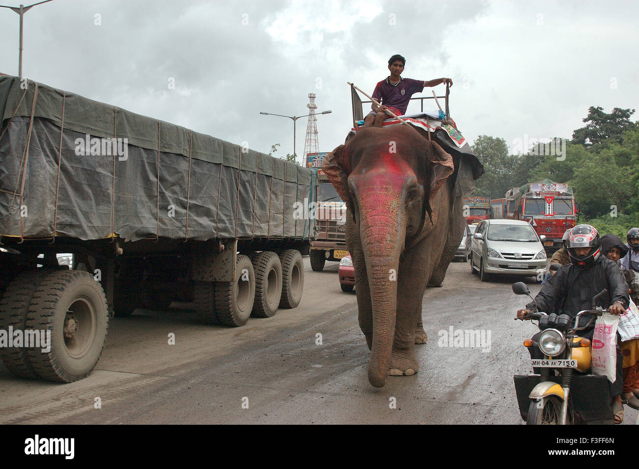 Elephant with Mahut on the eastern express highway near Mulund ; Bombay ...