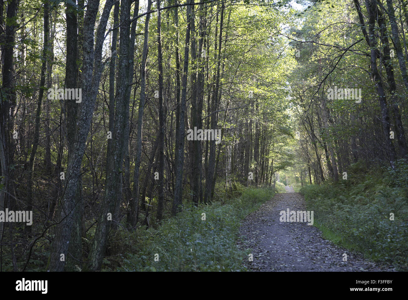 Footway ; green forest trees by side of path ; vanishing point ; Sweden ...