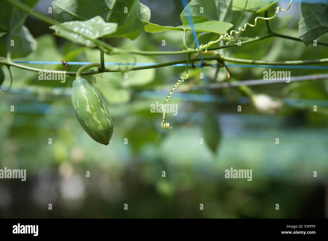 Tinda leaves hi-res stock photography and images - Alamy