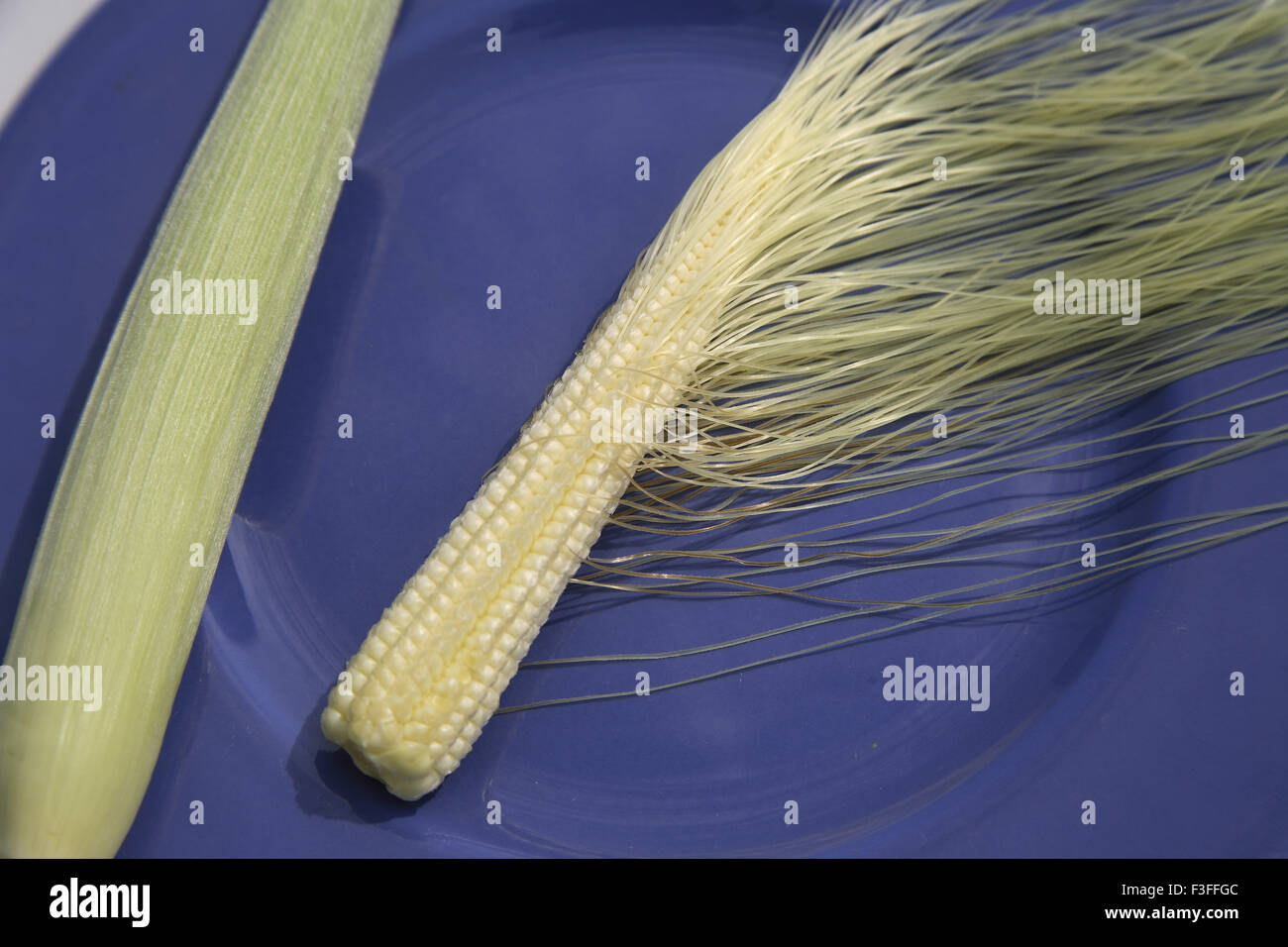 Crop ; Baby Corn kept in blue plate ; Maize ; Zea mays ; Used in Salads ...