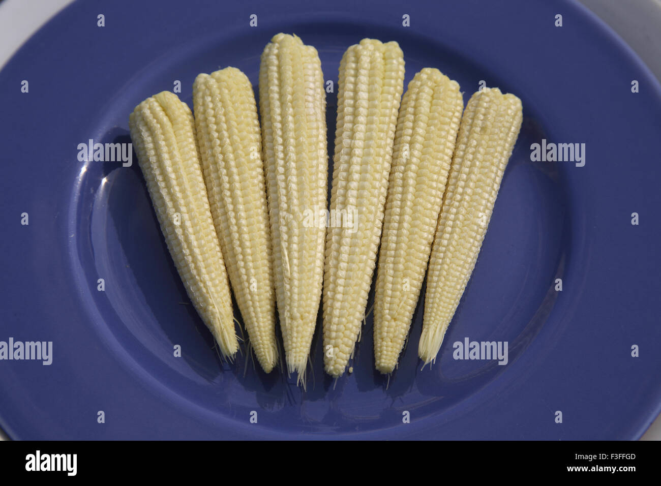 Crop ; Baby Corn kept in blue plate ; Maize ; Zea mays ; Used in Salads ...