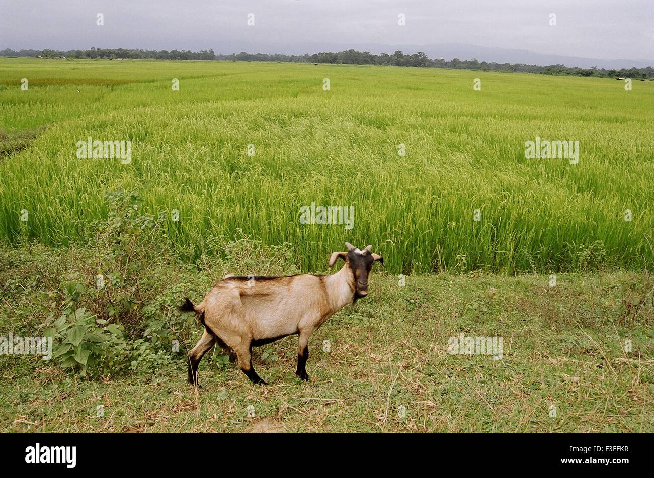Green field and goat ; India ; Asia ; Asian ; Indian Stock Photo - Alamy
