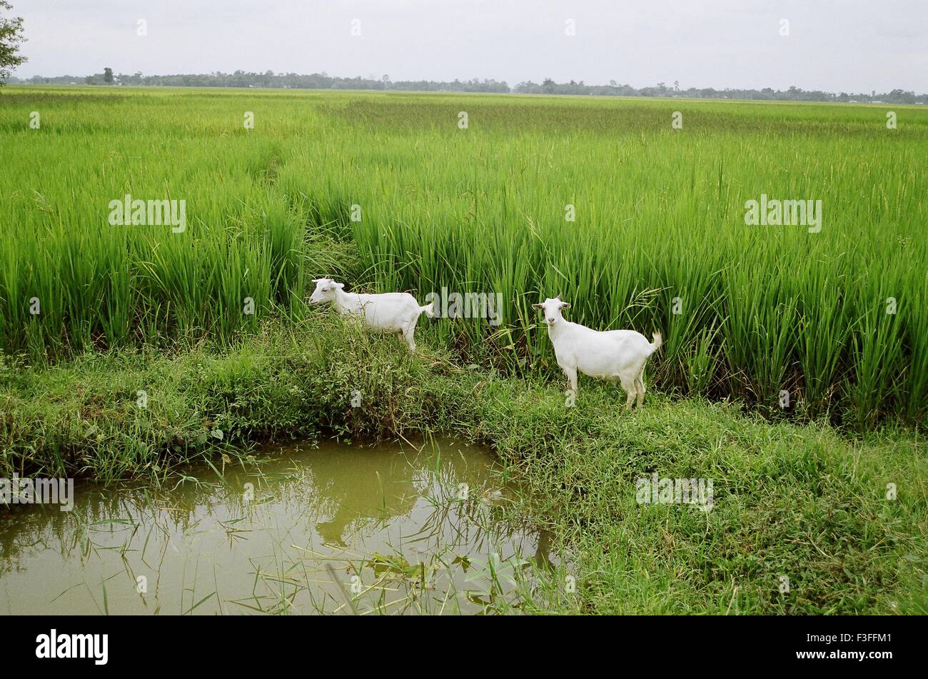 Goats in green field ; India ; Asia ; Asian ; Indian Stock Photo - Alamy