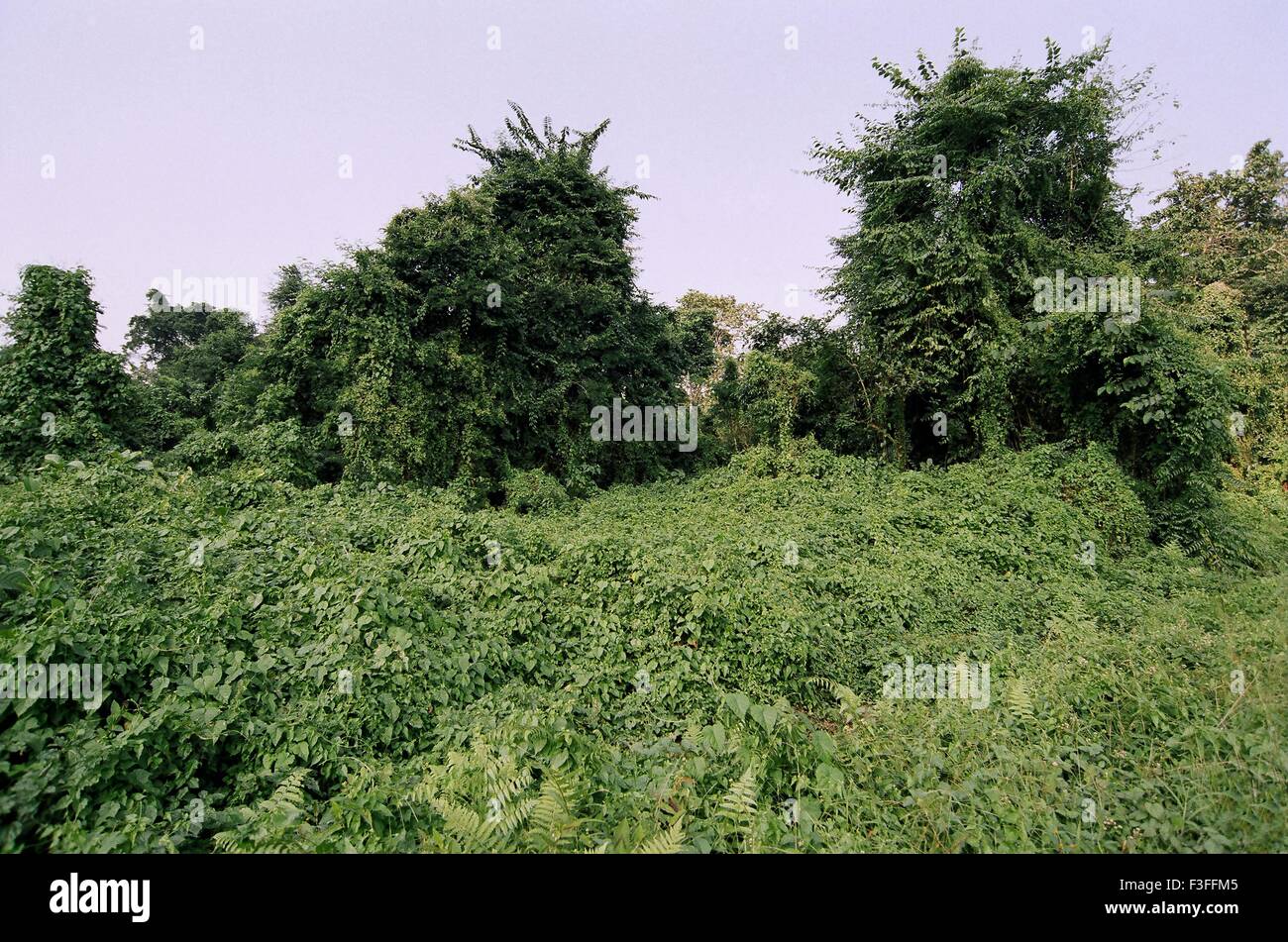 Green trees ; Kullu valley ; Kulu ; Kullu ; Himachal Pradesh ; India ...