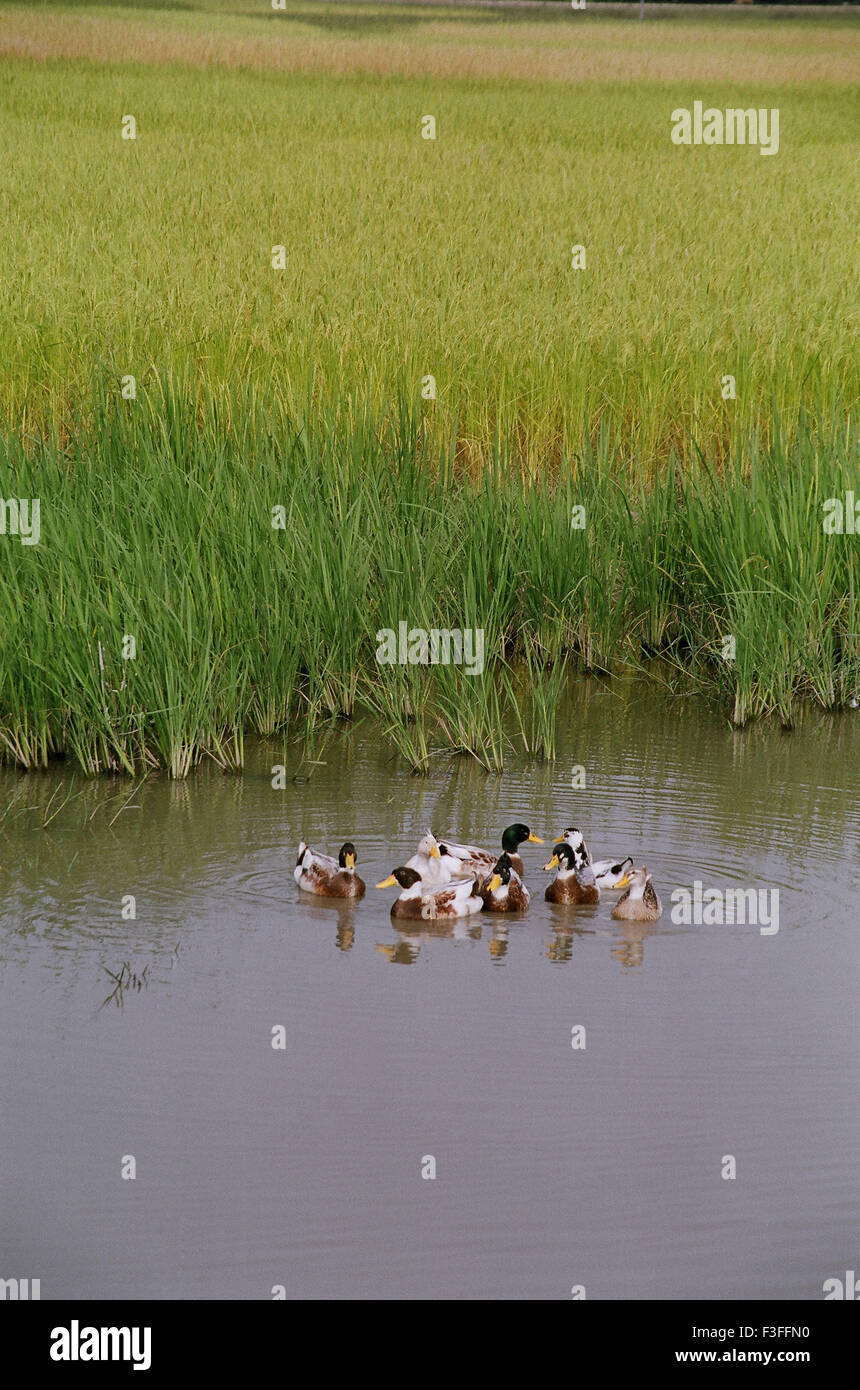 Ducks ; Rajasthan ; India ; Asia ; Asian ; Indian Stock Photo - Alamy