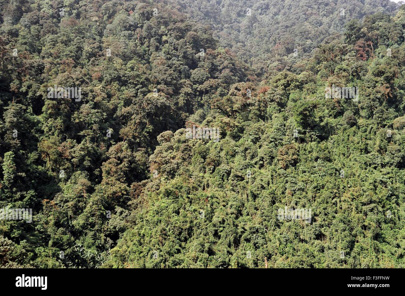 Dense Jungle High Resolution Stock Photography and Images - Alamy