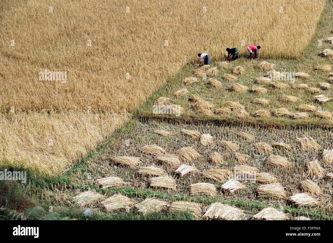 Indian Field Workers High Resolution Stock Photography and Images - Alamy