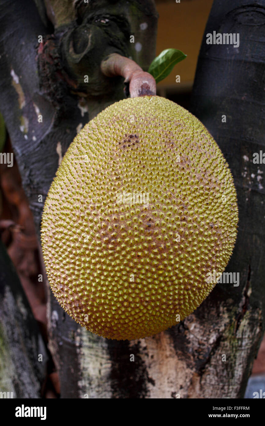 Fruit ; Jackfruit tree ; Orissa ; India Stock Photo - Alamy