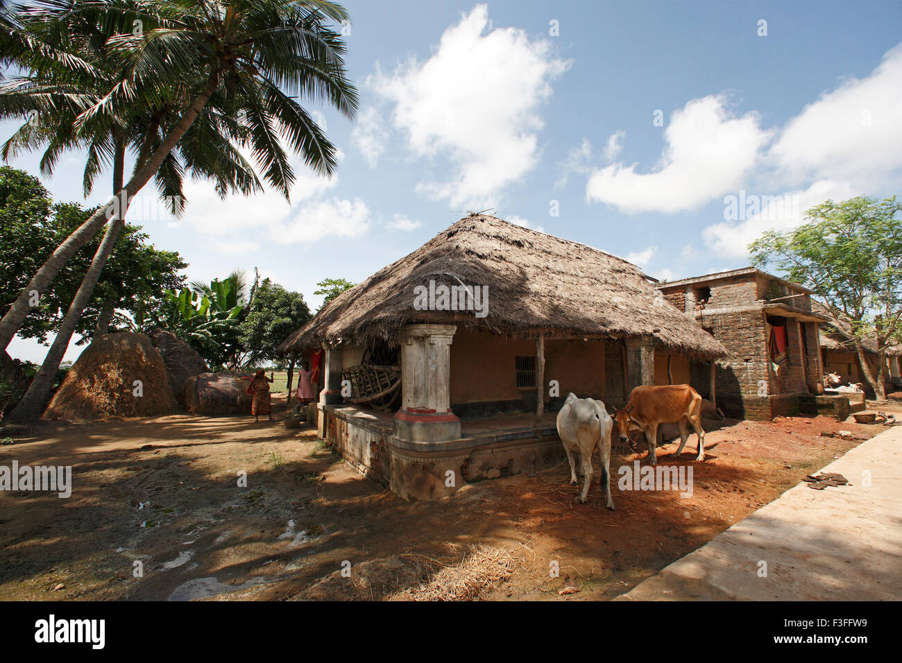 Cattle House High Resolution Stock Photography and Images - Alamy
