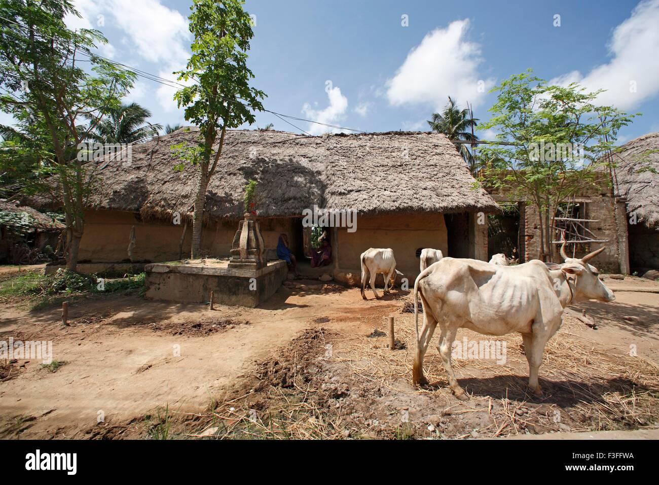 Indian village farmer hi-res stock photography and images - Alamy
