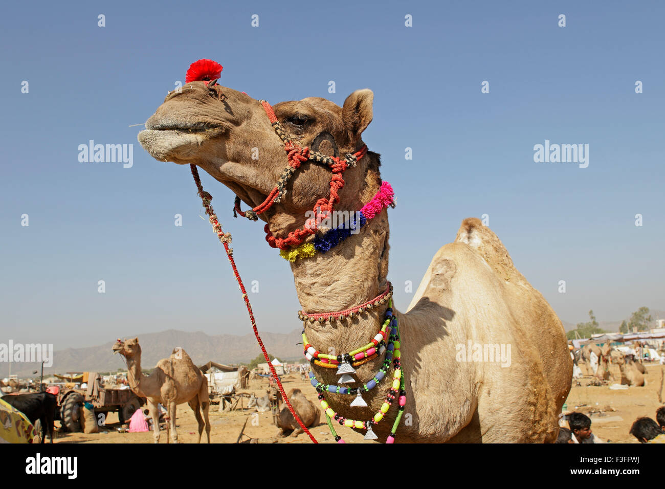 Pushkar camel fair one of India's grand epics ; Pushkar ; Rajasthan ...
