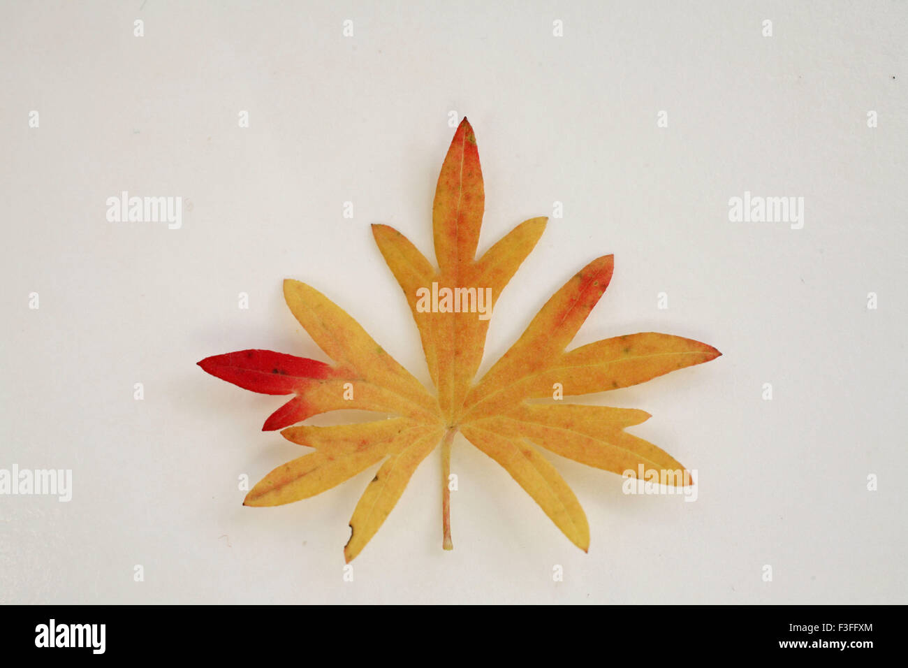 Changing of colours of single leaves from green yellow to red and dark ...