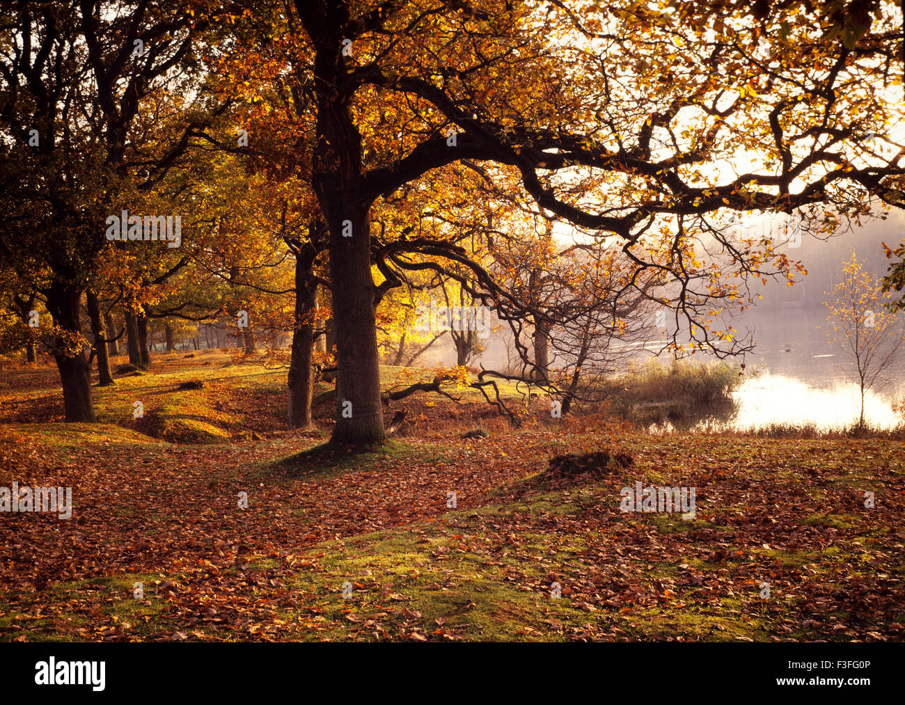 Cannop pond hi-res stock photography and images - Alamy