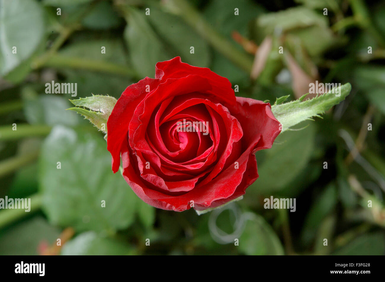 Nature ; flower ; Red Rose ; India Stock Photo - Alamy