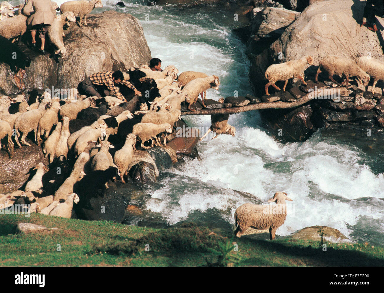 Cattle Bridge High Resolution Stock Photography and Images - Alamy