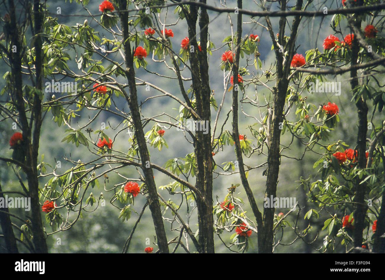 Rhododendron red flower tree ; Uttarakhand ; India ; Asia ; Asian ...