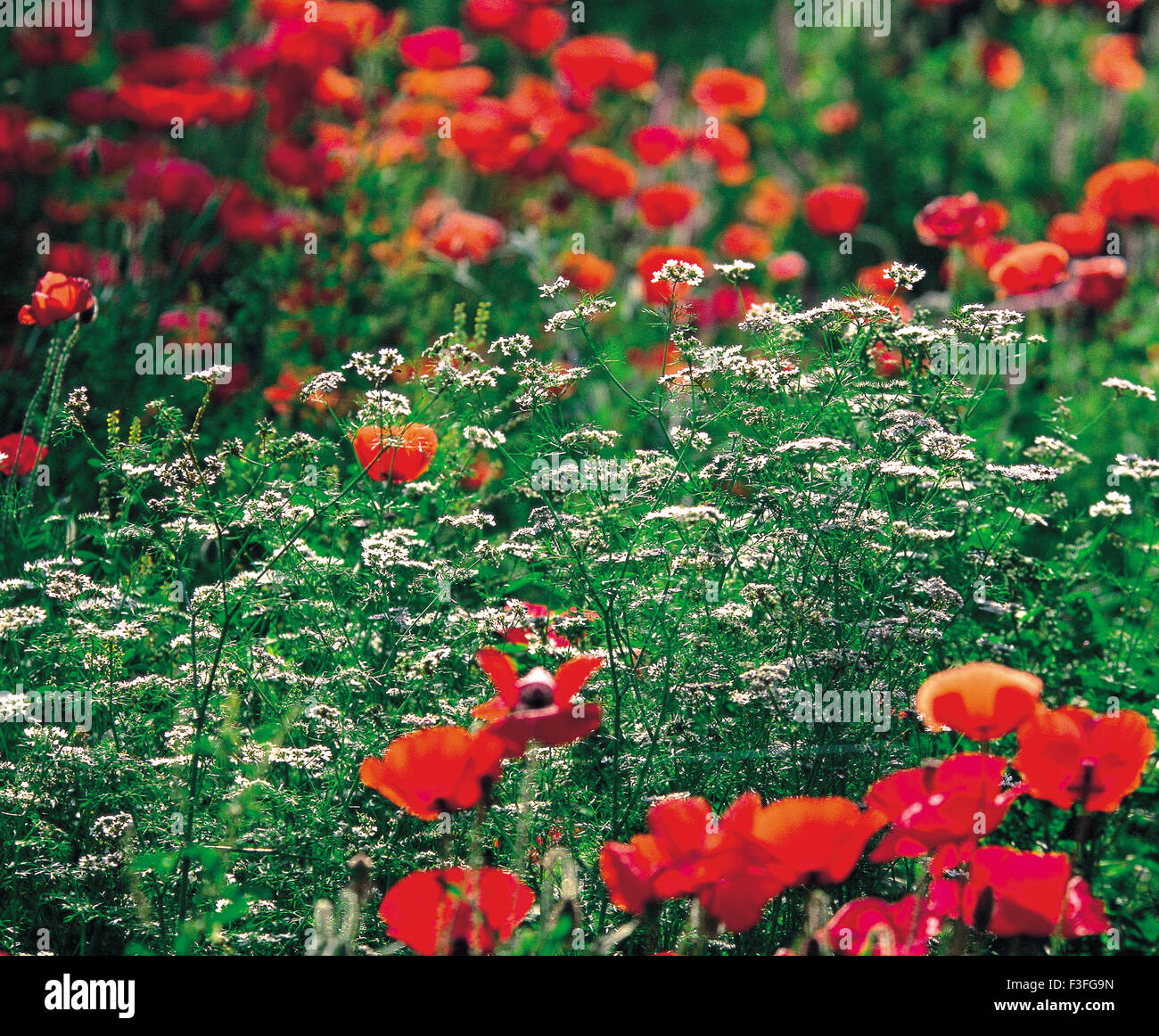 Poppy flowers ; Kashmir ; India ; Asia ; Asian ; Indian Stock Photo - Alamy